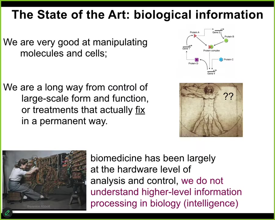 "Endogenous Bioelectrical Networks: an interface to somatic ...